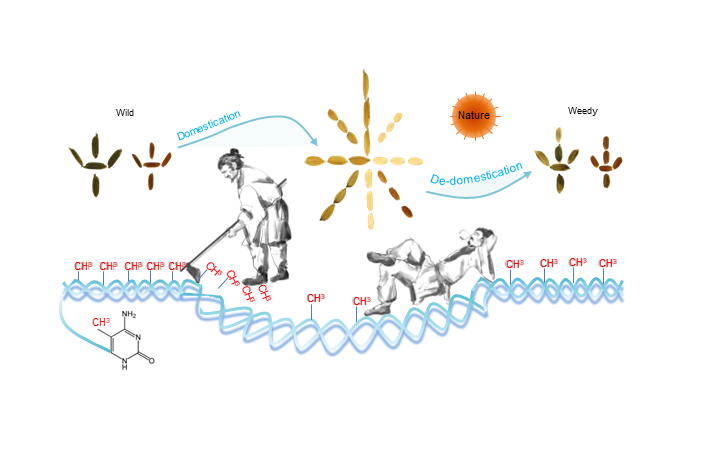 GitHub - EPICS135/Codes-for-Population-Epigenetics-for-rice-Evolution