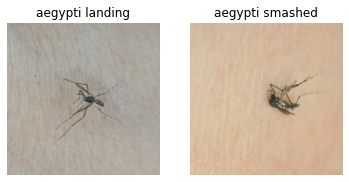 GitHub - AsifIkbal1/Mosquito-in-human-skin: Mosquito in human skin