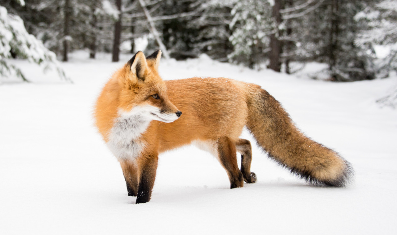 GitHub - valerauko/kitsune: Very fox microblogging