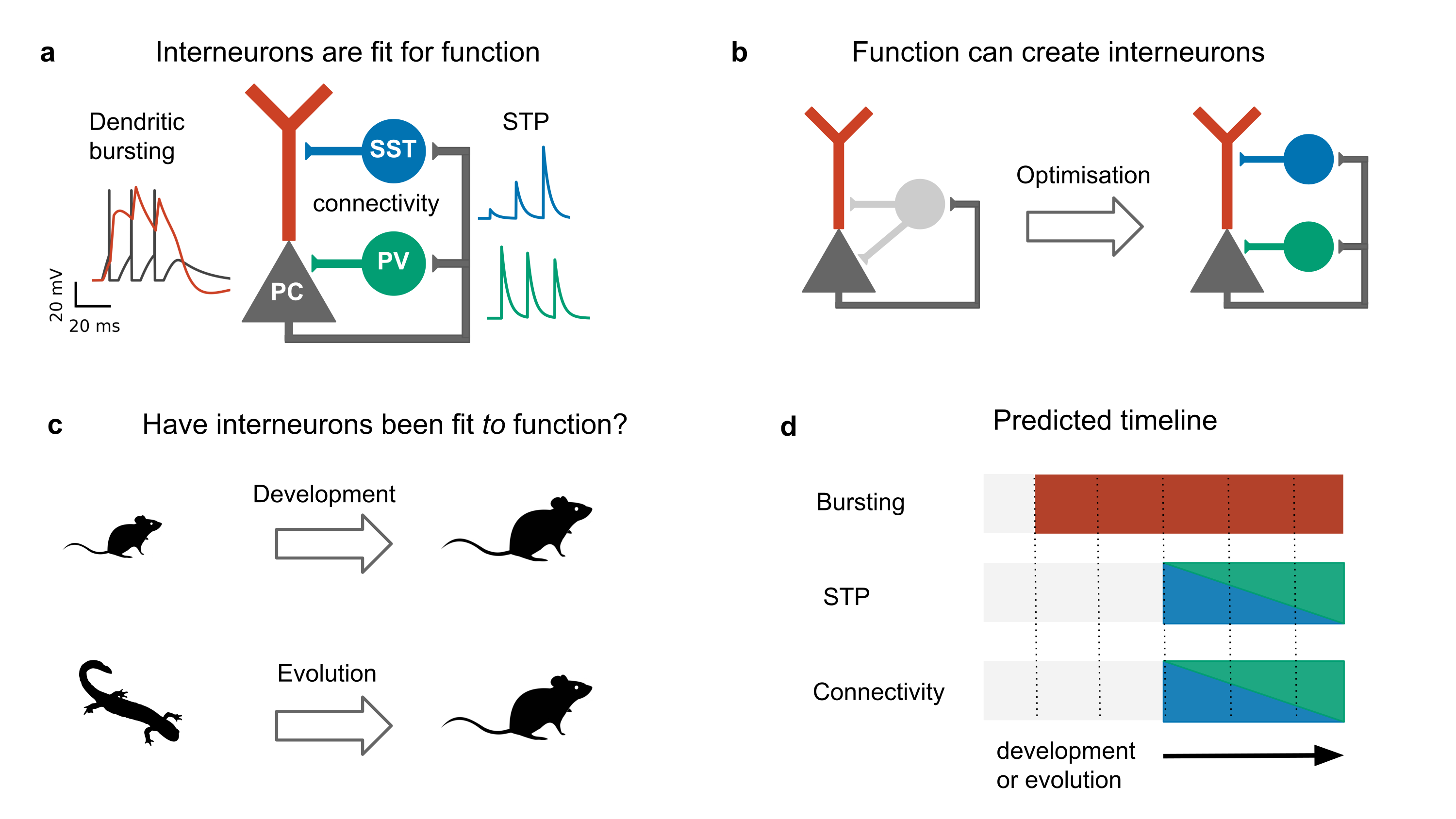 GitHub - JoramKeijser/interneuron_evolution: scRNAseq analysis for paper "Cortical interneurons ...