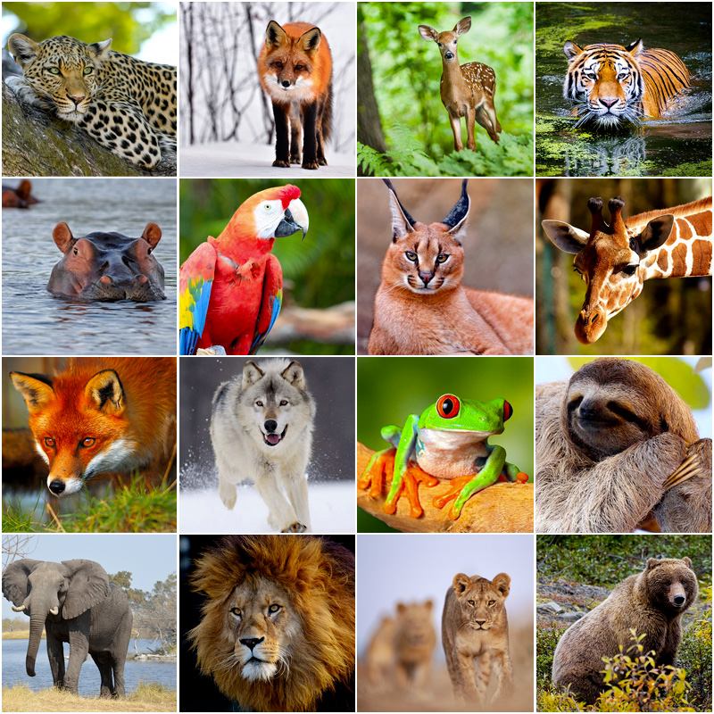 GitHub - AmritangshuM/multi-class-wildlife-detection: Detect and ...