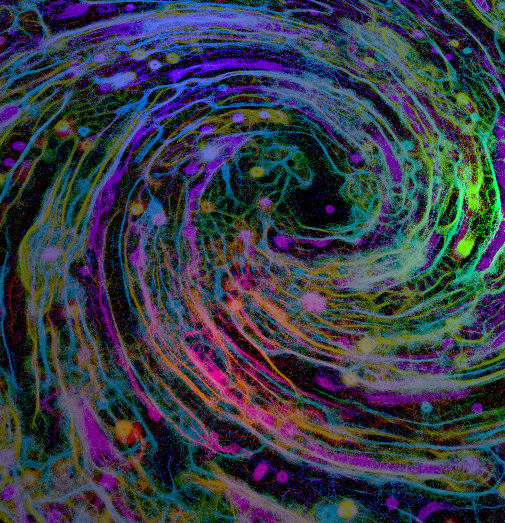 GitHub - justsemantics/Slime: compute shader based simulation of agents ...