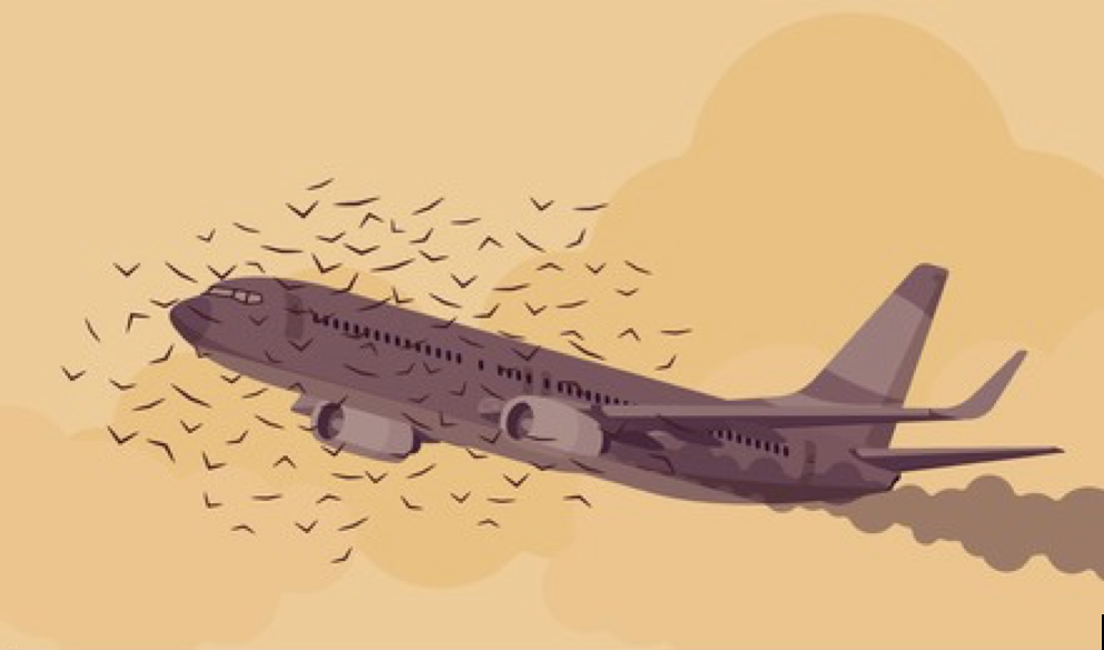GitHub - jgbreault/ByeByeBirdy: Predicting the Probability of Catastrophe for Flight Impacts ...