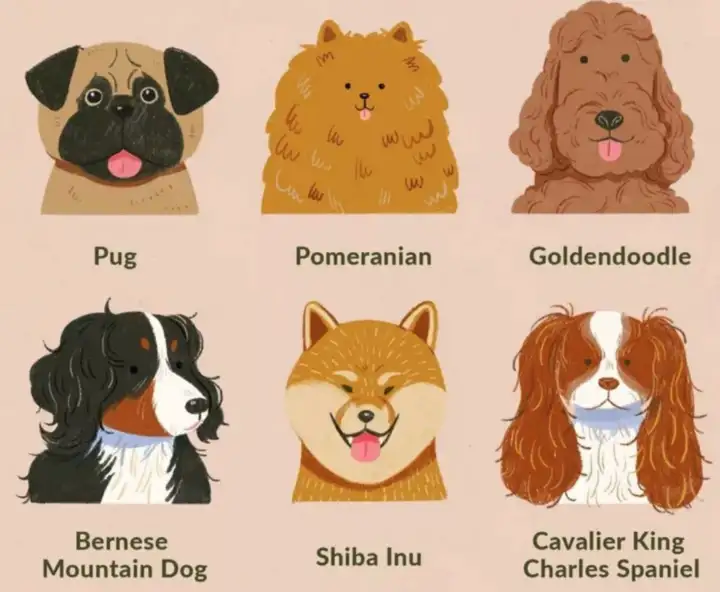 GitHub - abdullahshahzadkhan/Dog_Breed_Classifier