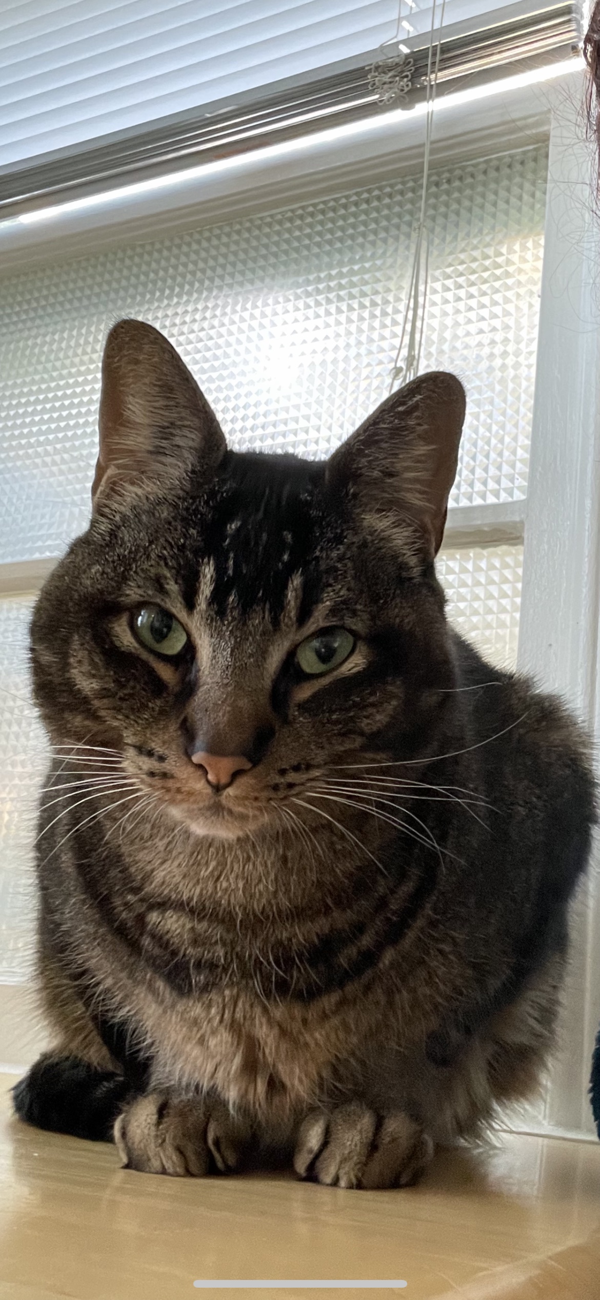 GitHub - elgrons/portfolio-project: My first web application: created ...