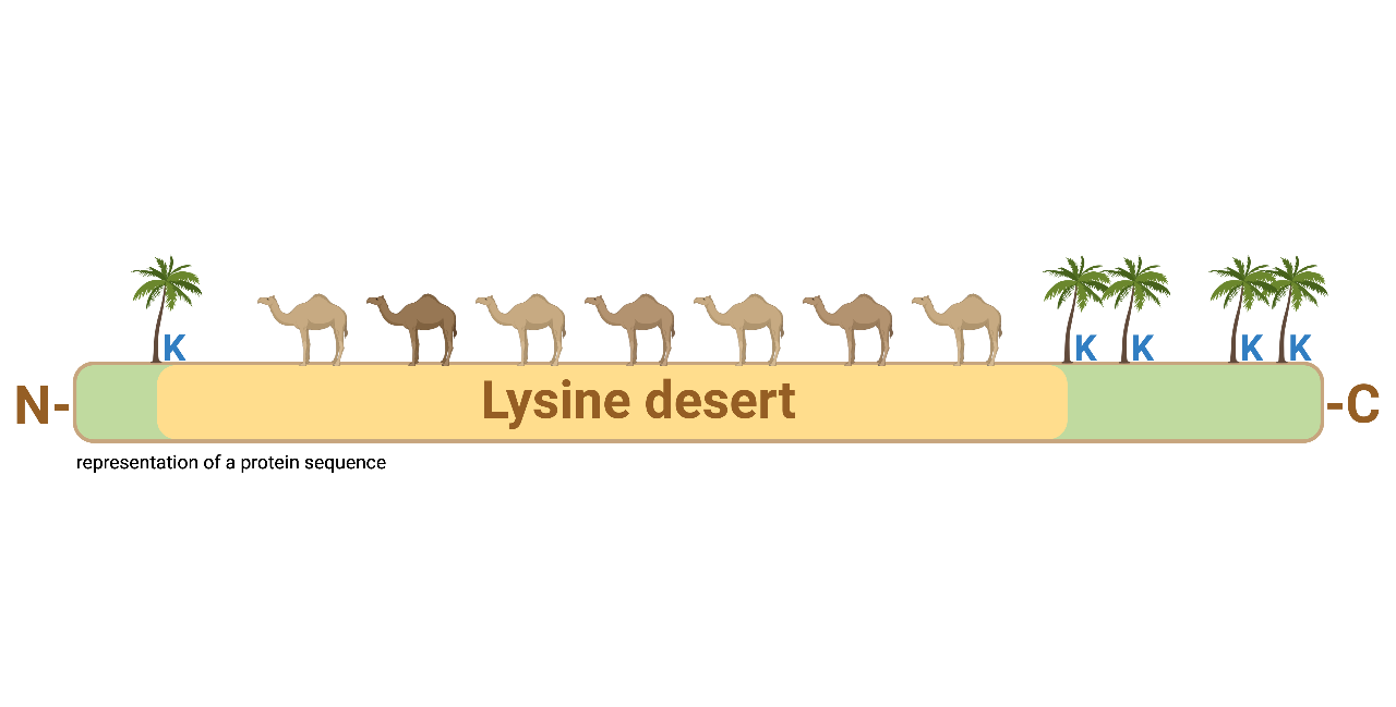 GitHub - n-szulc/lysine_deserts: Data accompanying the manuscript "Lysine-deficient proteome can ...