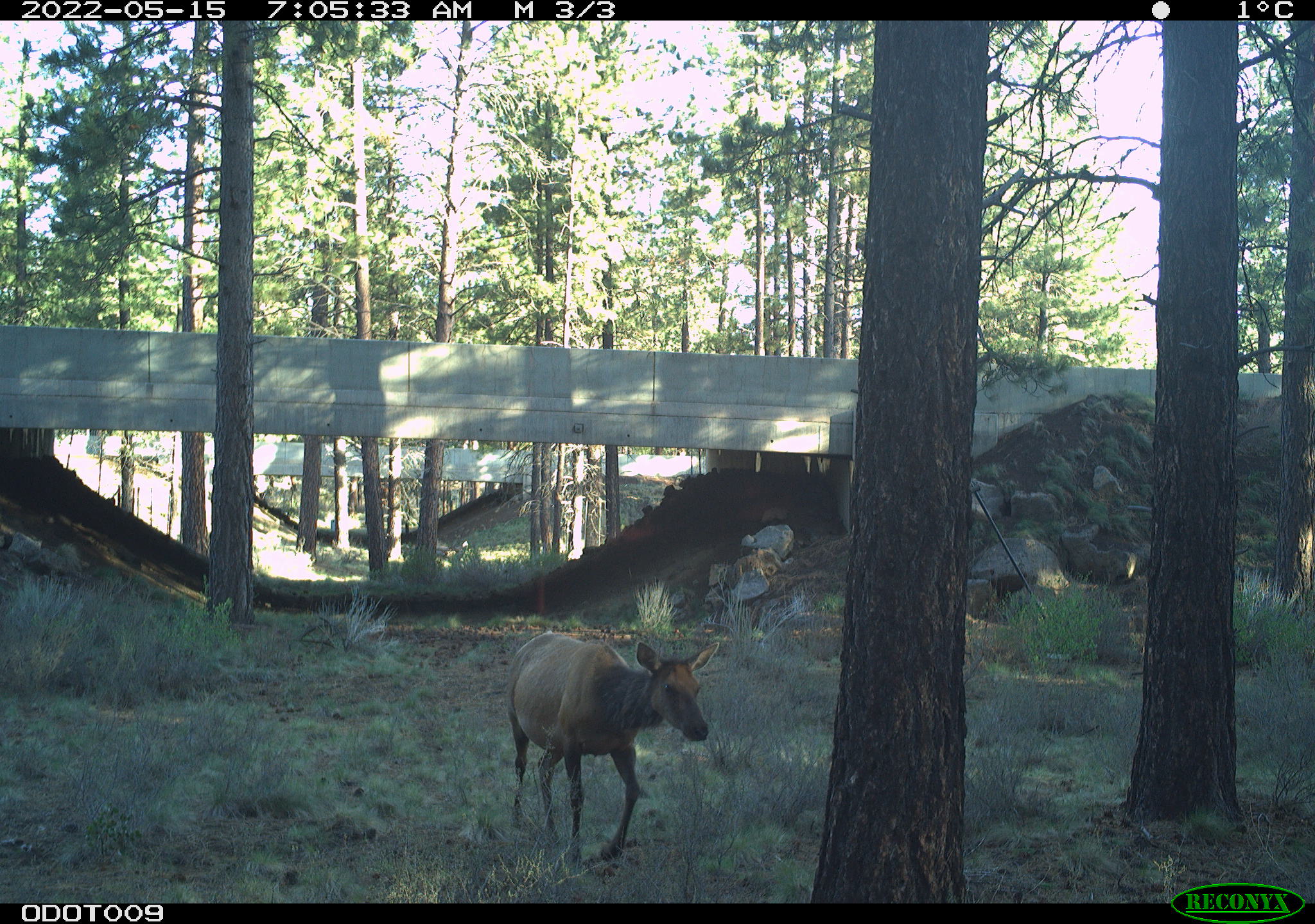 GitHub - charles-ison/oregon_wildlife_identification