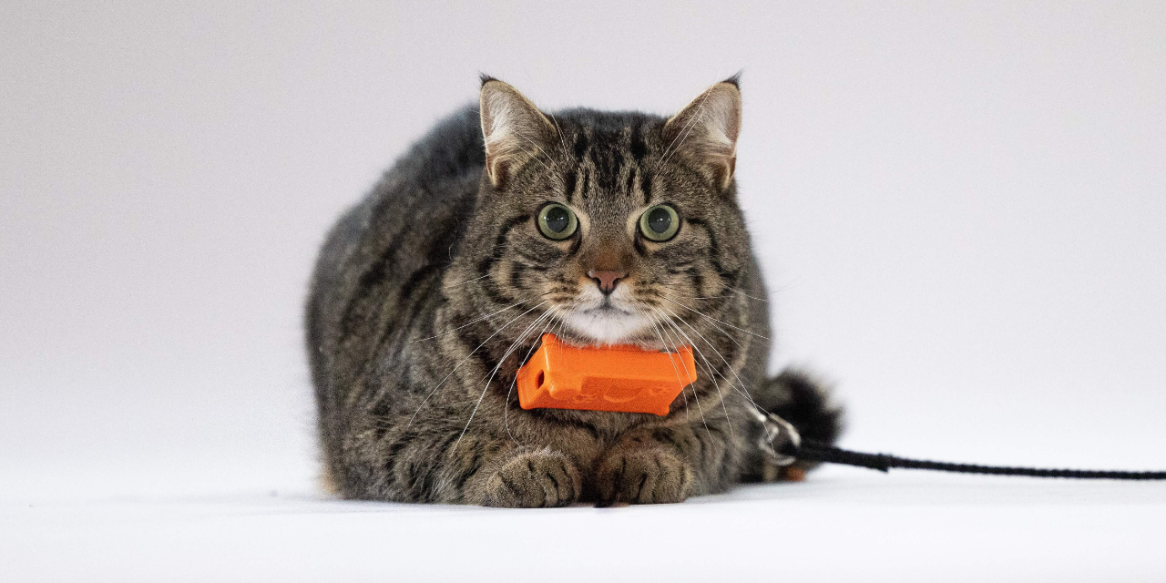 GitHub - mattyspawprints/LoRa_cat_tracker: This cat tracker sends GPS ...