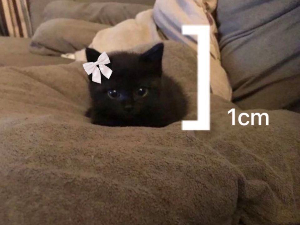 GitHub - LeoRowjas/Blago-Quiz: Mobile app for "Sapphire" based on Flutter