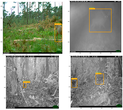 GitHub - podturkinalex/Animal_detection