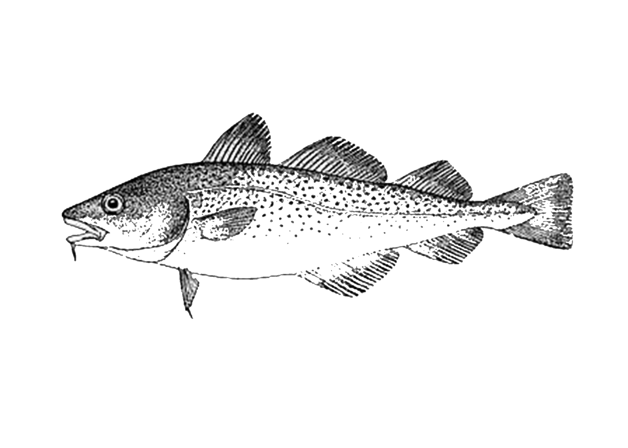 GitHub - beejeybrown78/seafood