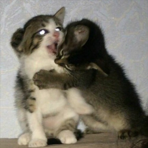 GitHub - xyzbtw/3arthh4ck-monkey-version: I'm stupid