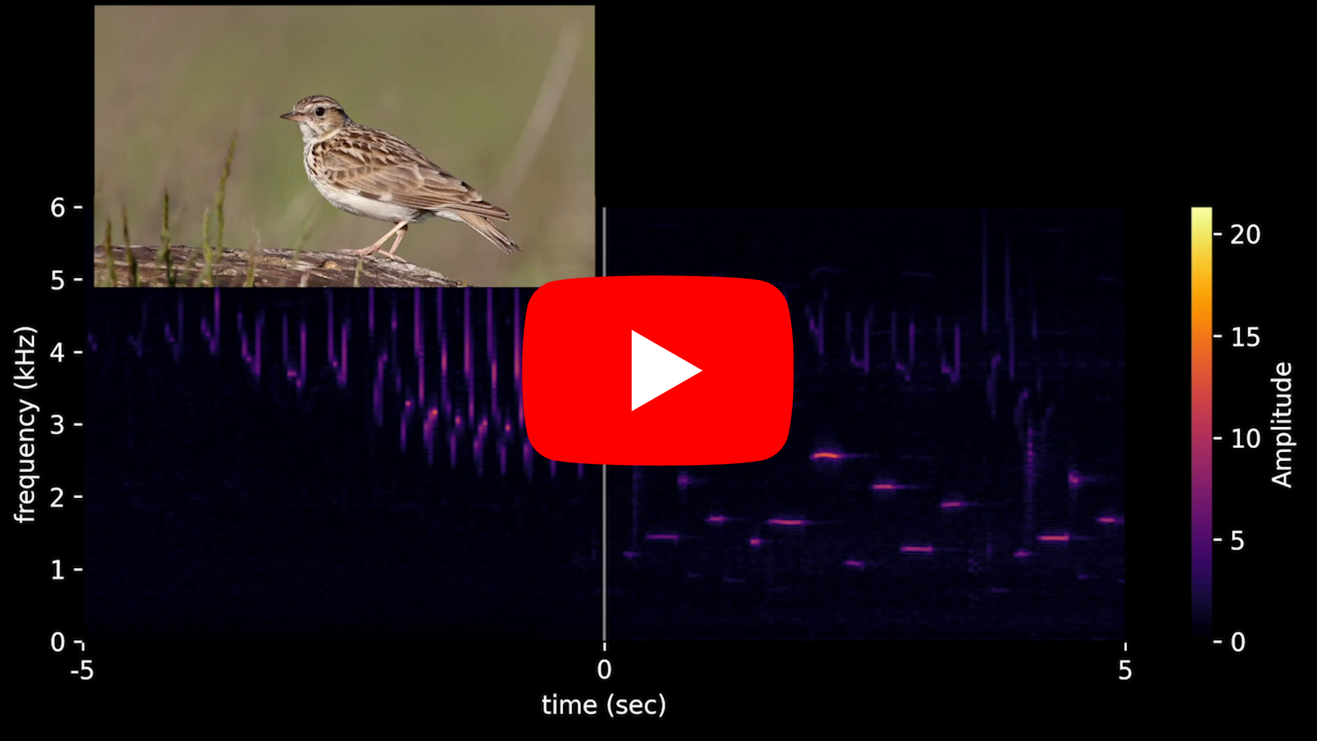 GitHub - FraserParlane/bird-spectrograms: An exploration into ...