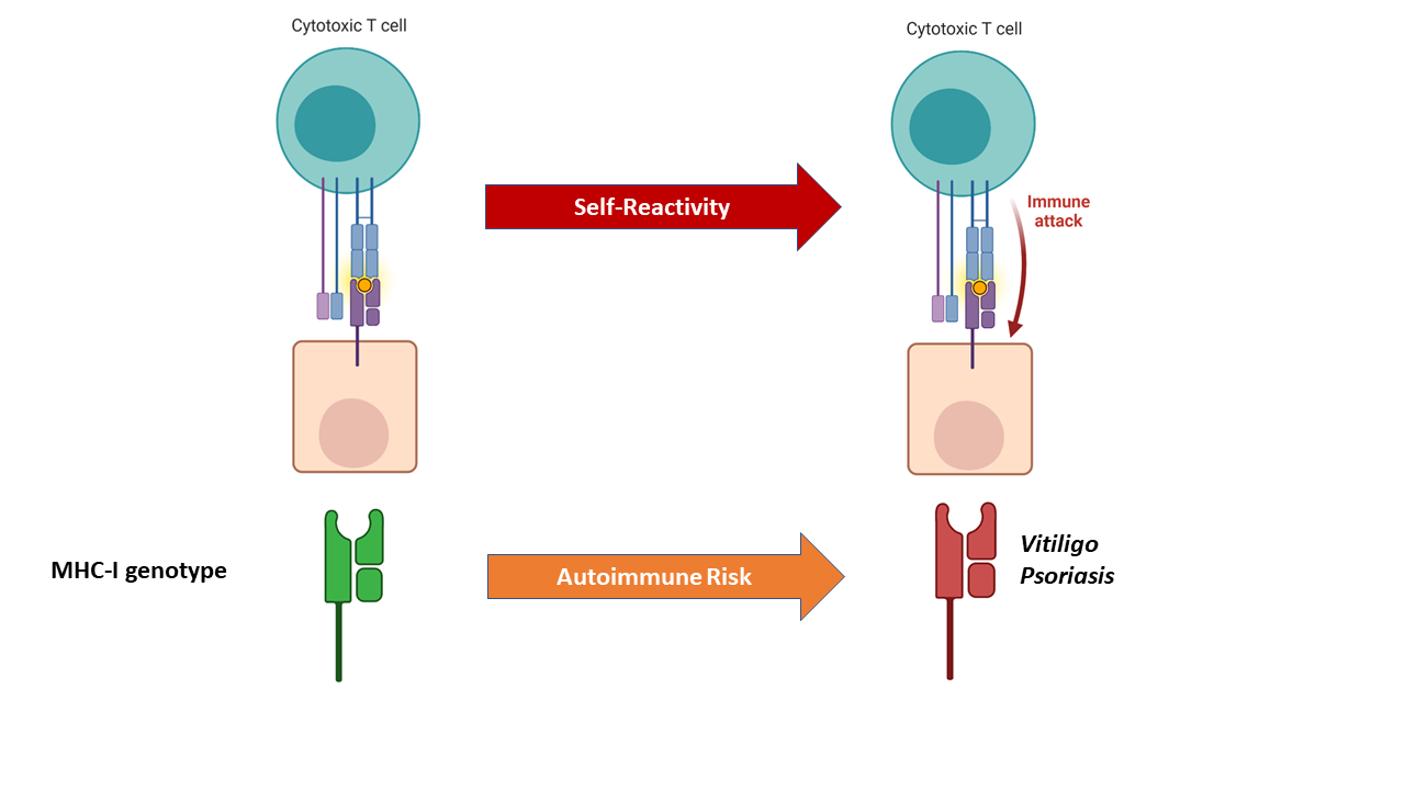 MelMHC/Data/seg_idx/GTEx_v7_logtpm_Brain_Nucleus_accumbens_(basal_ganglia)_segIdx.fth at master ...