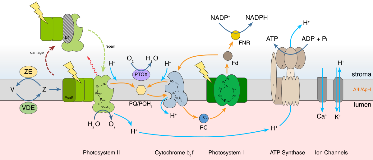 GitHub - SeBassTian23/photosynthesis-scheme: Generate a scheme of the photosynthetic machinery ...