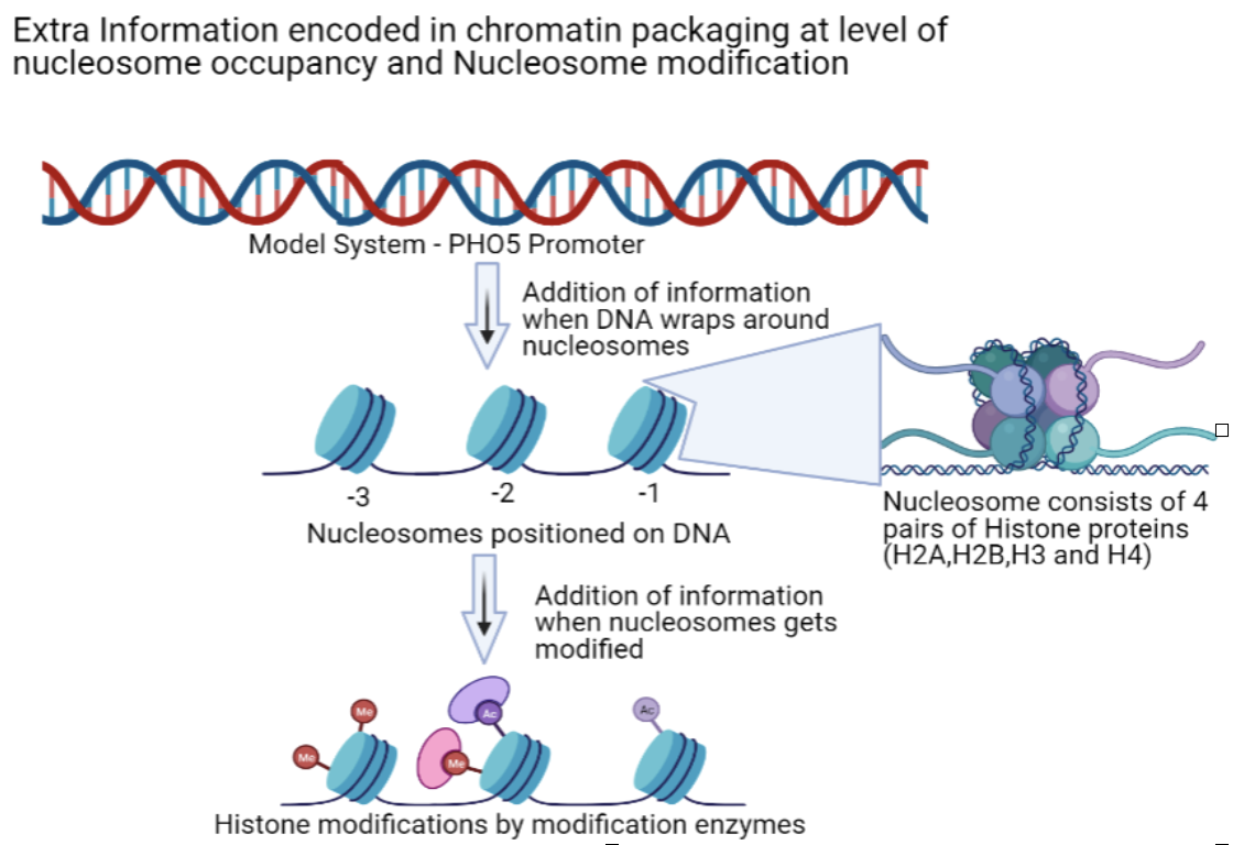 GitHub - Ritika-Aggarwal/Studying-the-information-encoding-via ...