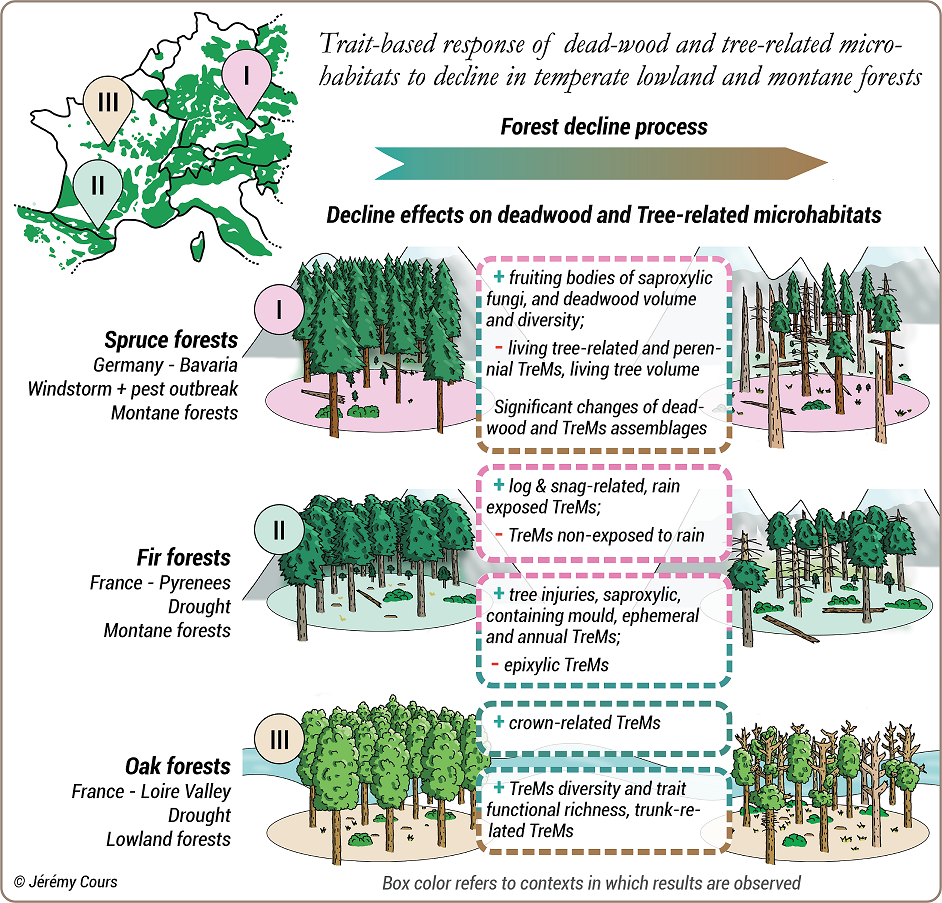 GitHub - J-Cours/Forest_decline_deadwood_TreMs: Code repository for the ...
