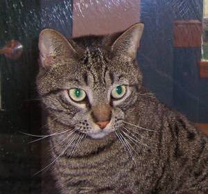 Github Samsur98 Python Opencv