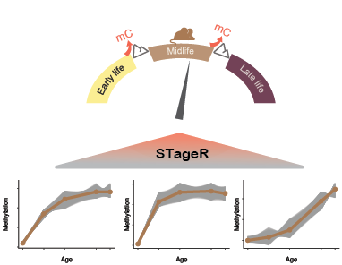 GitHub - Hoffmann-Lab/STageR: STage of aging estimatoR: Cluster-based epigenetic clockwise ...