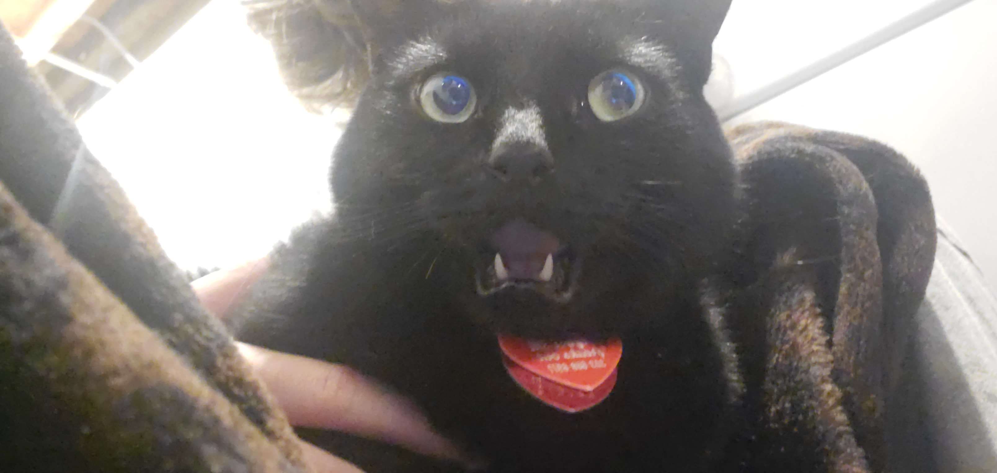 GitHub - newtykip/johnny