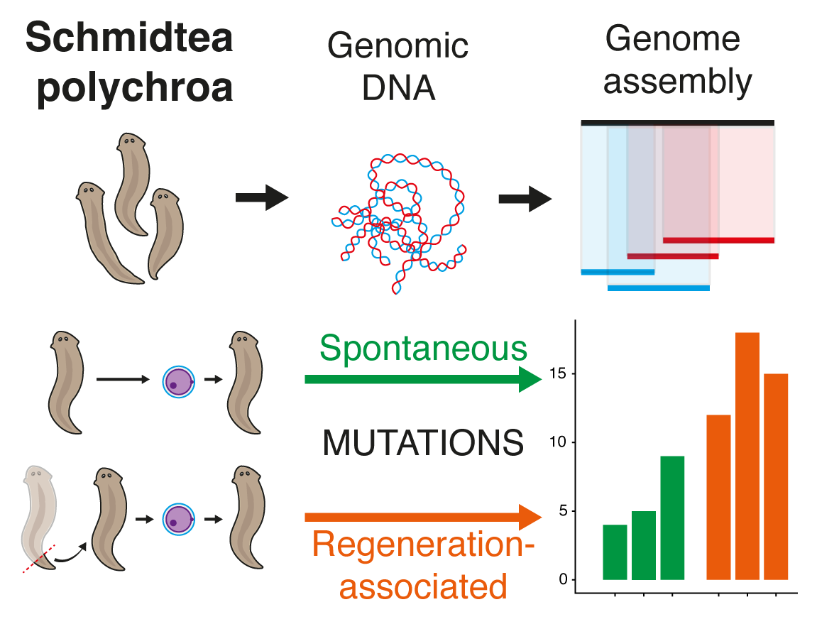 GitHub - szutsgroup/Schmidtea_polychroa_regeneration