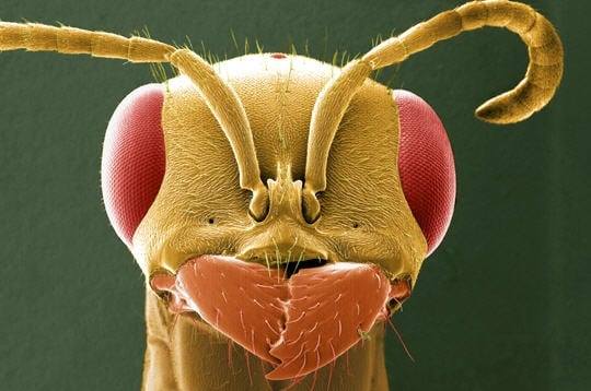 GitHub - pivaldi/db-migration: Cobra Wrapper of Goose Database ...