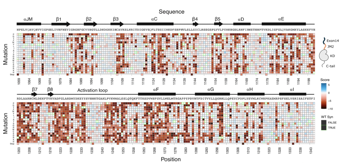 GitHub - fraser-lab/MET_KinaseDomain_DMS: DMS fitness scores and analysis for the MET kinase domain