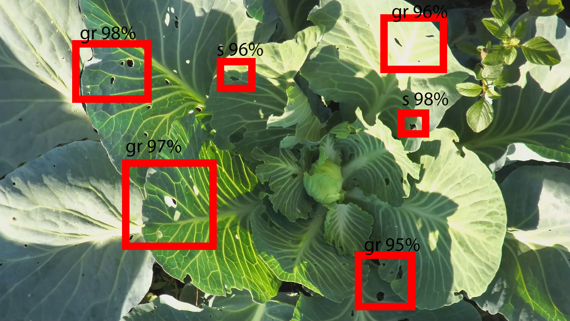 Github Untick Insects Detection Разработка системы определения вредителей на листьях овощных