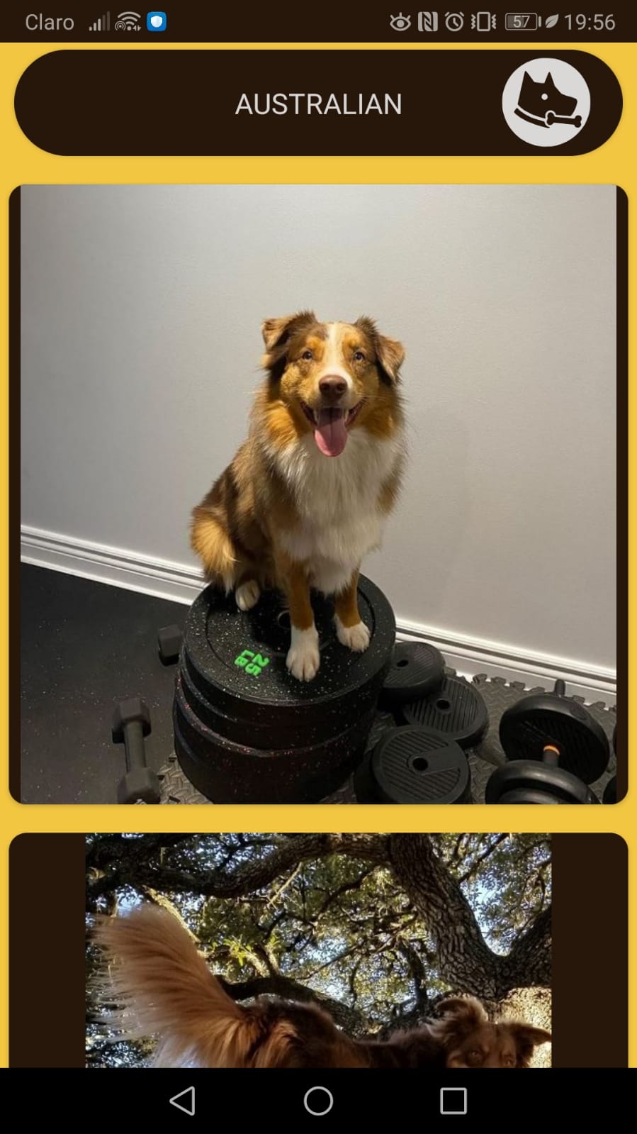 GitHub - Scariu/DogBreed: Practicando MVVM.