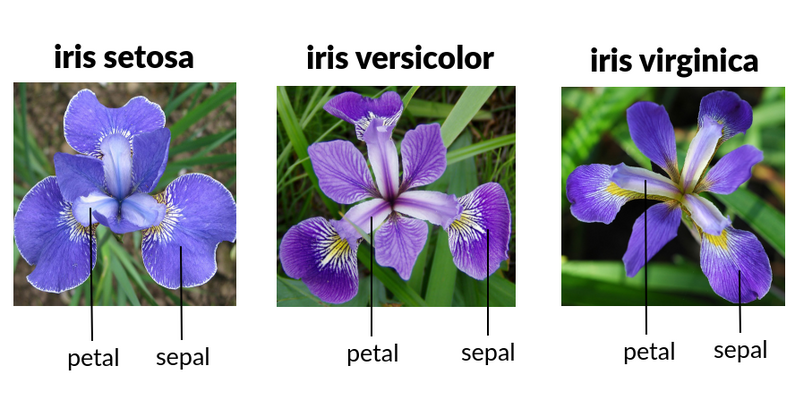 Github Anmolarora15iris Dataset 