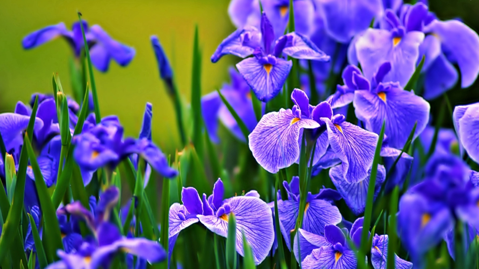 GitHub - subdas374/IrisSage: From Data to Deployment - End-to-End ML ...