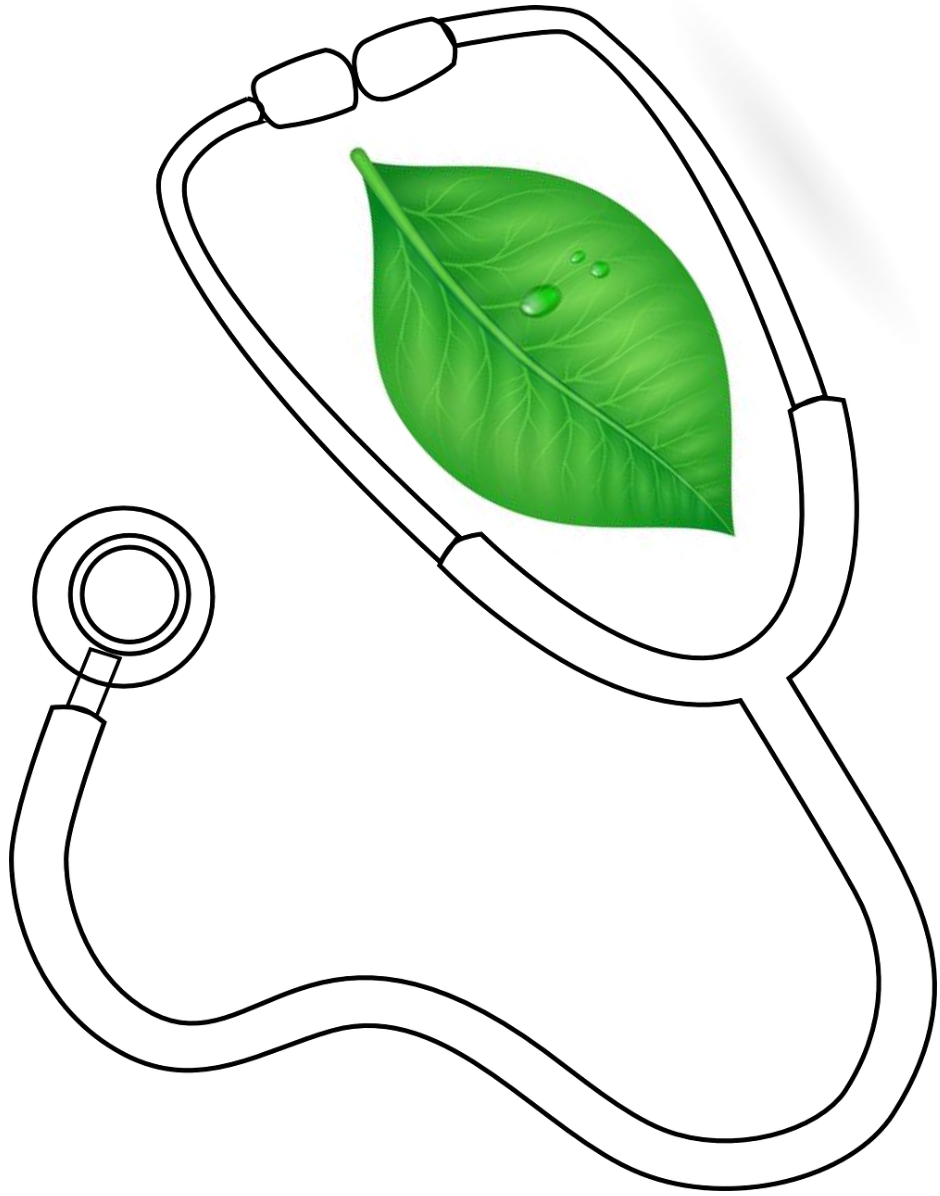 GitHub - armelyara/drgreen: Dr Green is a Machine Learning model which recognize medical plant ...