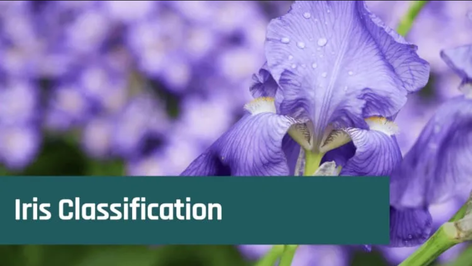 GitHub - ayushiraj02/Iris_Flower_Prediction