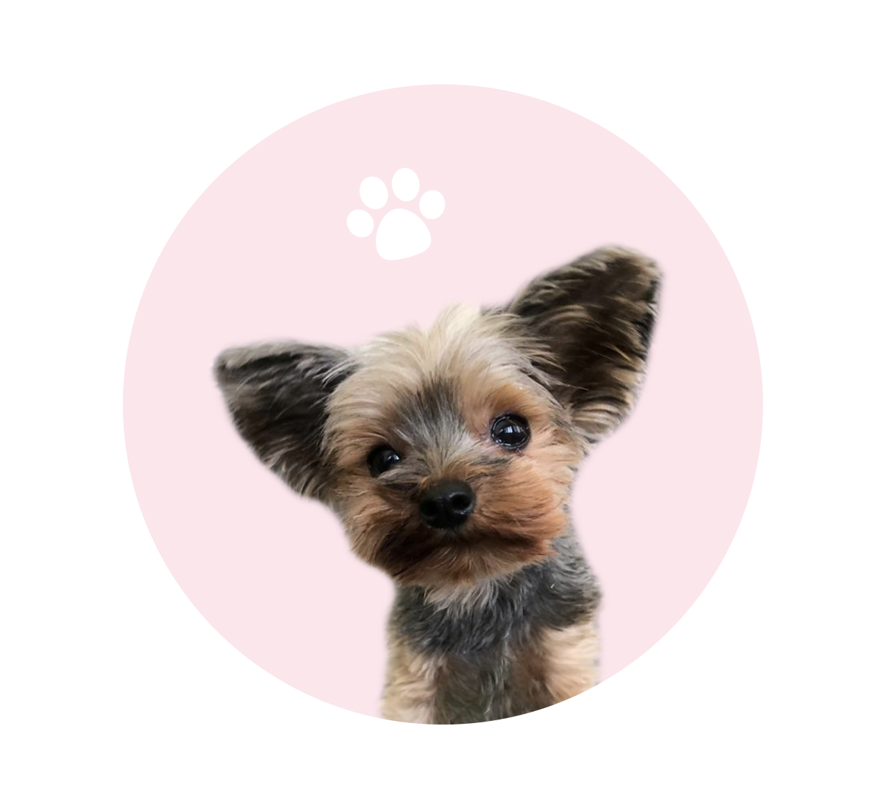 GitHub - dvliman/paws: source code of https://tinylittlepaws.com - Dog ...