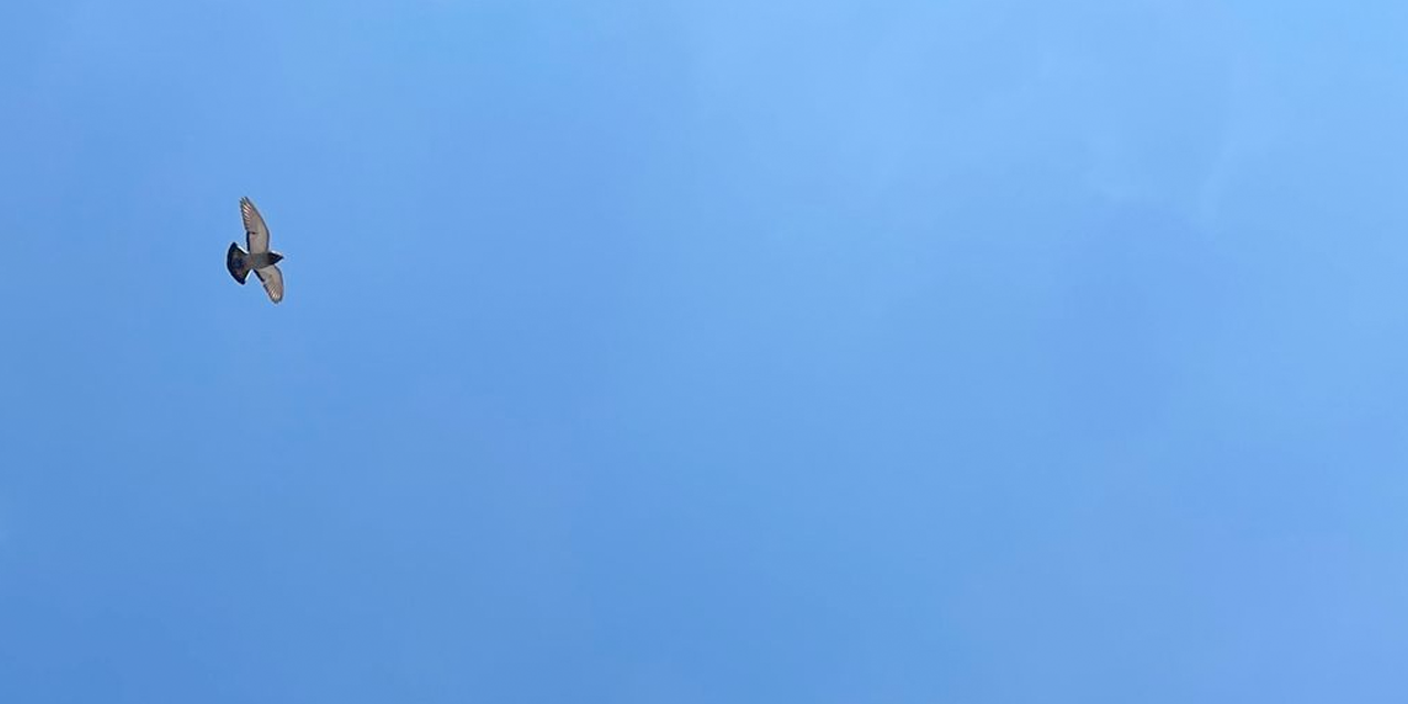 GitHub - ne-znam/neznam-atproto-share: Automatically share to ...