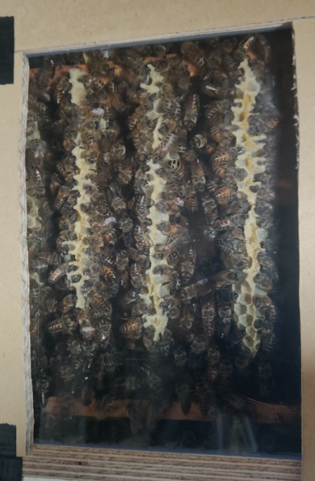 GitHub - OmkarShivam/Study-of-a-Beehive-Capturing-System-using-RaspberryPi