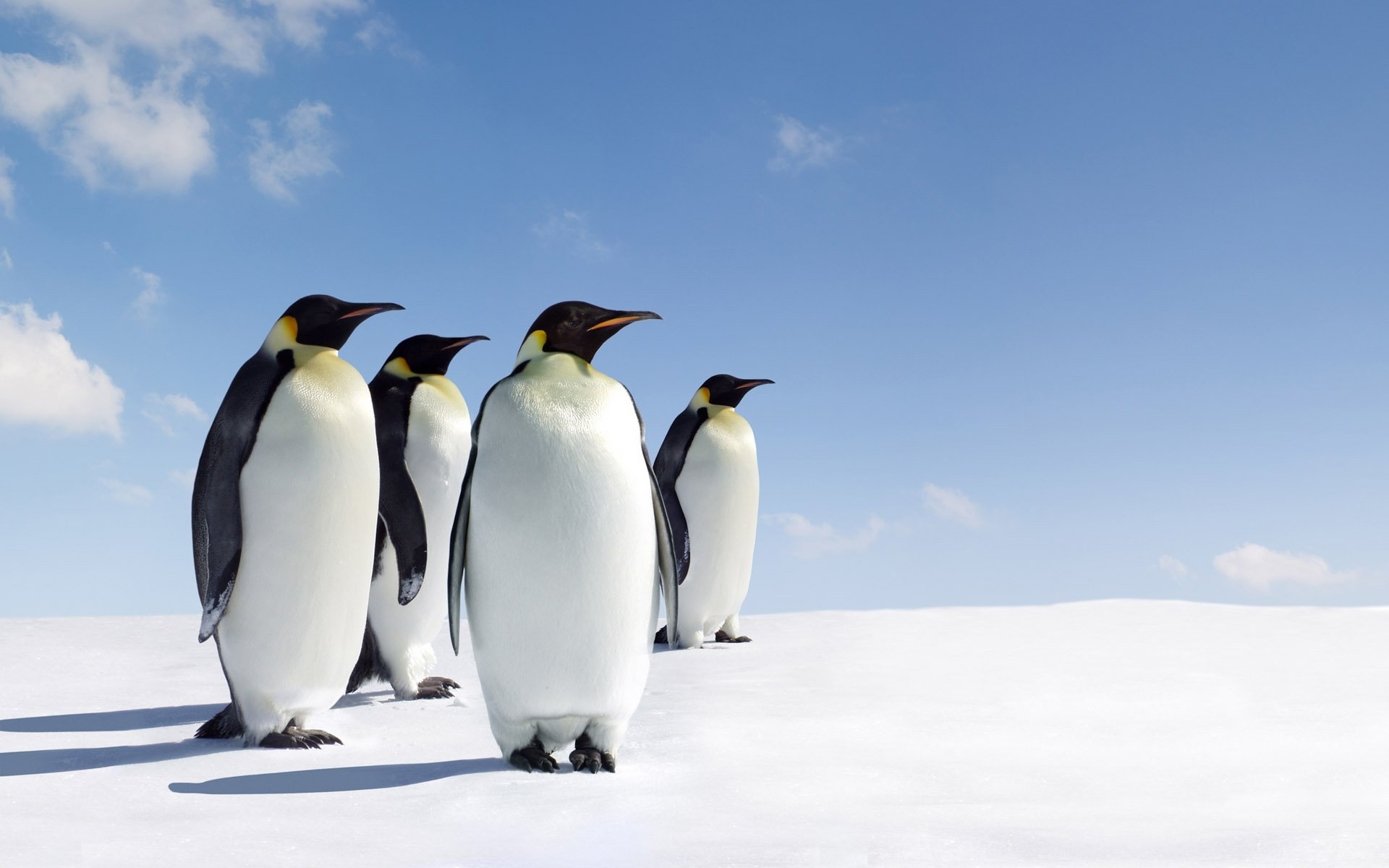 GitHub - YoussefAboelwafa/Clustering-Penguins-Species: Utilize ...