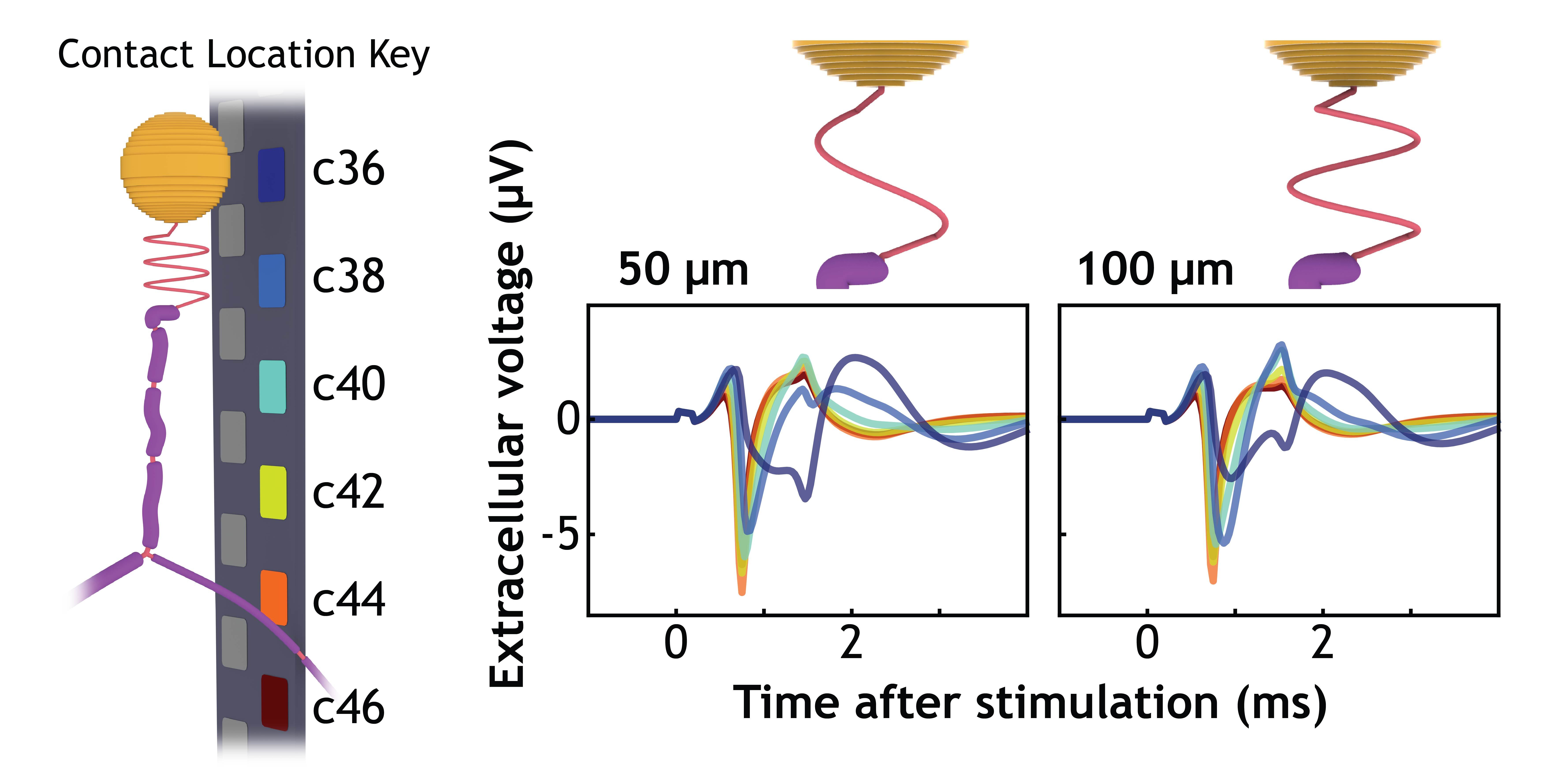 GitHub - pneuro-lab/DRG-microelectrode-model: Code for study entitled "Multiformity of ...