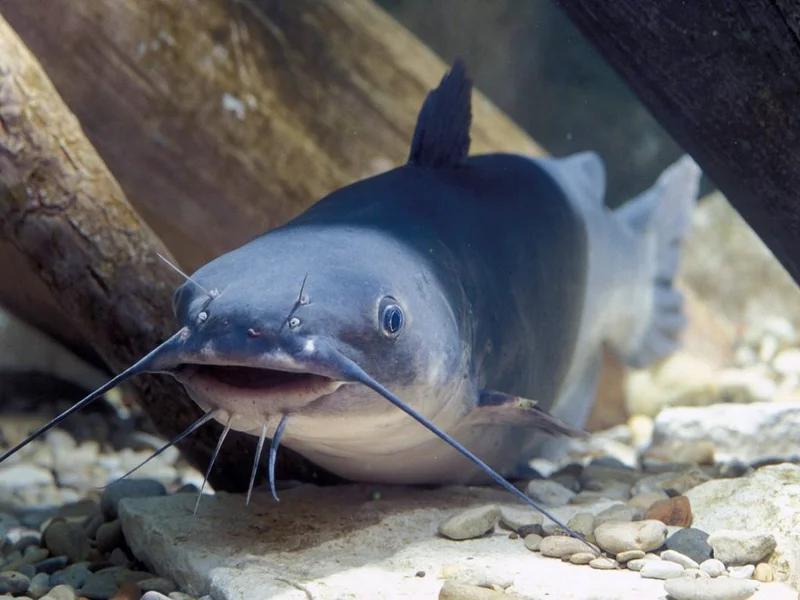 Machine-Learning/CapstoneProject.ipynb at main · GiziSight/Machine-Learning · GitHub