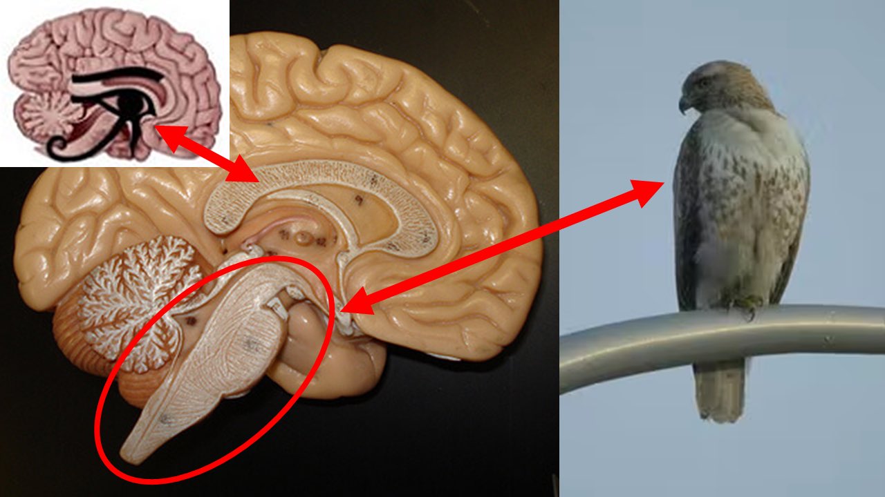 Github Aceofkestrels Brain This Is My Brain Say Hello