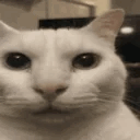 quadtrees · GitHub Topics · GitHub