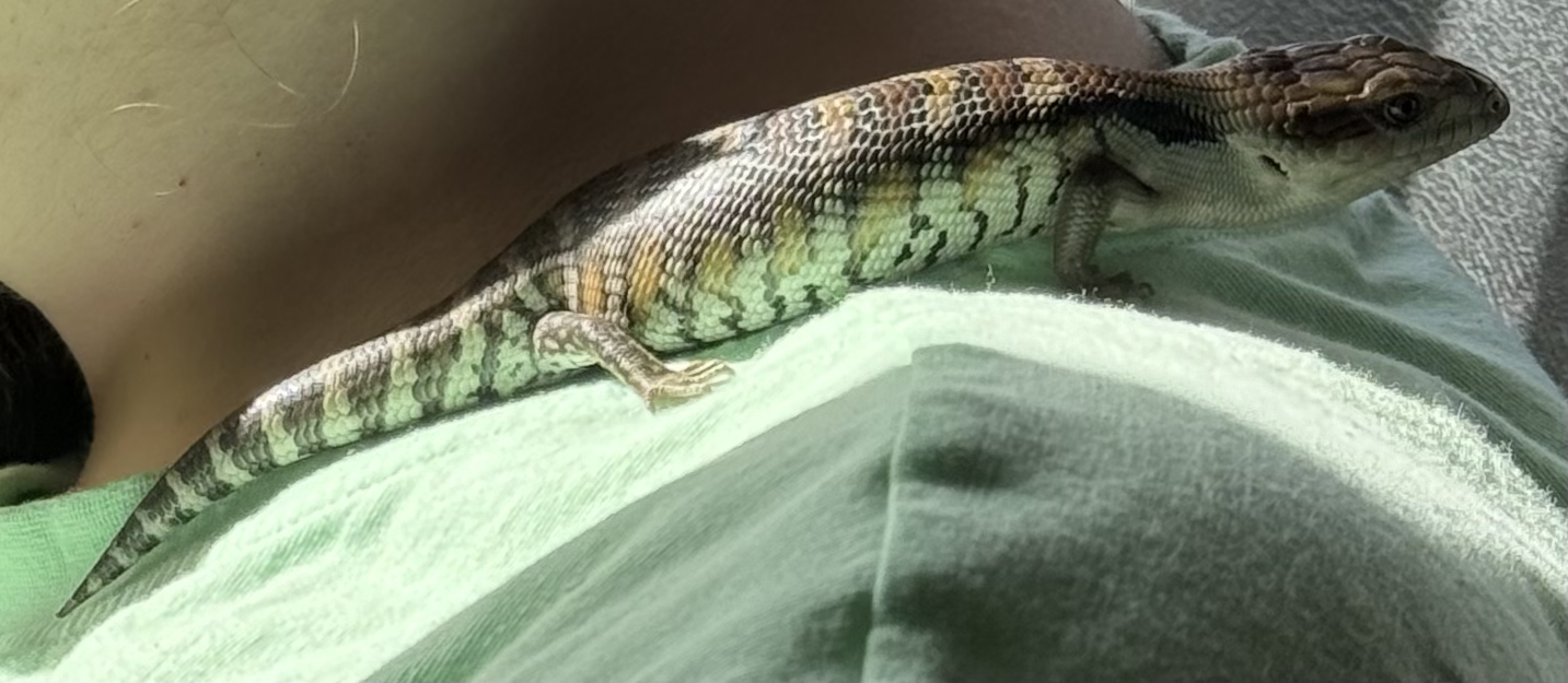 GitHub - MelodiesDev/melodiesdev-web