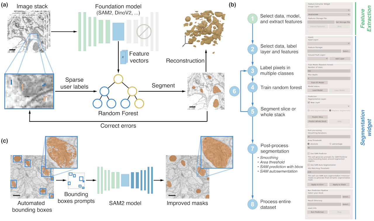 GitHub - juglab/featureforest: A napari plugin for making image annotation using feature space ...