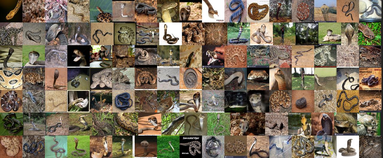 GitHub - adamfdnb/snake_classification