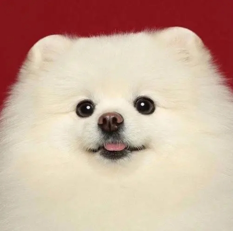 Github Miaomiaoying Github Io