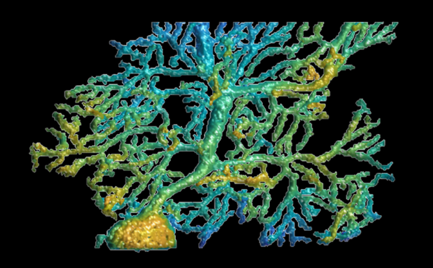 GitHub - cauzzo-s5/SENPAI: A modular framework for multi-scale tissue imaging and neuronal ...