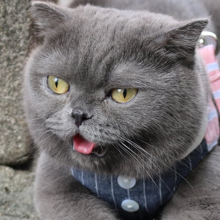 GitHub - YANGYIAJU/RIKA-1224STAR: I LOVE IT