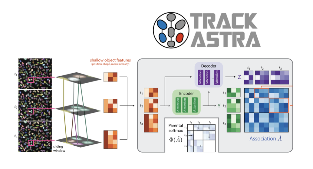 GitHub - weigertlab/trackastra: Transformer-based cell tracking for live-cell microscopy