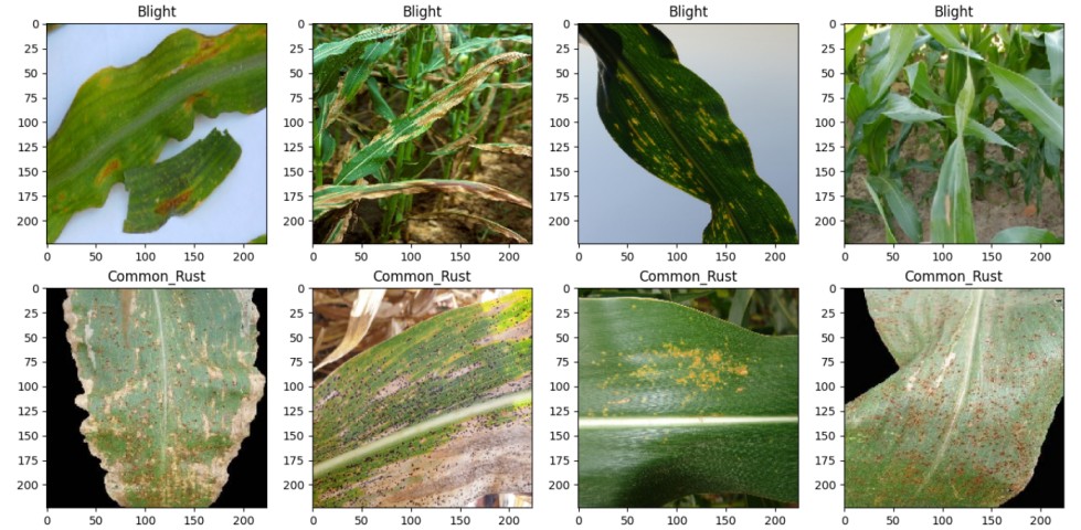 GitHub - Narend2015/Corn-and-Maize-leaf-disease-classification