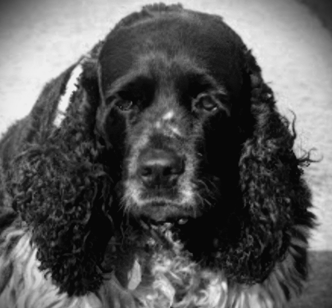 GitHub - nowherecat65/Project-Checkers